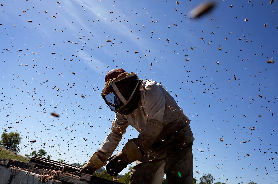 Saving the Bees with Earthjustice - Bee Wild